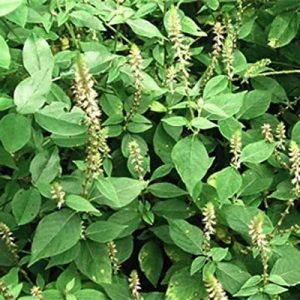 Apamarg, Devil's Horsewhip (Achyranthes aspera) - Uses and Benefits