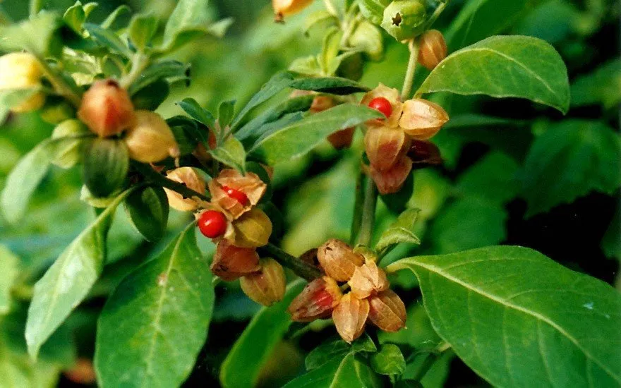 Ashwagandha Indian Ginseng Withania Somnifera Uses And Benefits