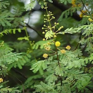 Babul (Acacia nilotica)