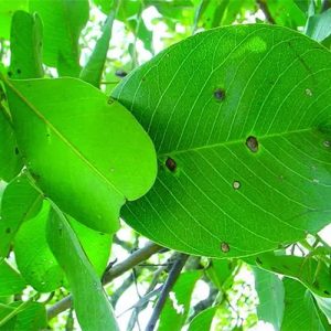 Asana (Pterocarpus marsupium) - Uses and Benefits