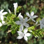 Chitrak (Ceylon Leadwort, Plumbago Zeylanica) - Uses and Benefits