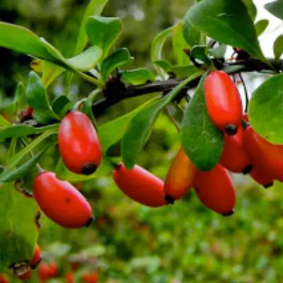 Daruharidra, Daruhaldi (Berberis Aristata) - Uses and Benefits