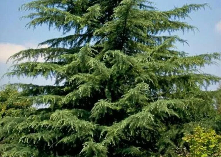 Devadaru (Cedrus deodara) - Uses, Benefits and Medicinal Properties