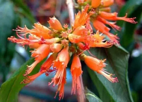 Dhataki (Woodfordia fruticosa) - Uses, Benefits and Medicinal Properties