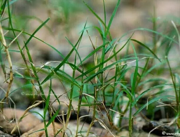 Durva, Bermuda Grass (Cynodon Dactylon) - Uses and Benefits