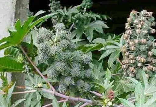 Eranda (Ricinus communis) - Medicinal Properties, Benefits and Uses
