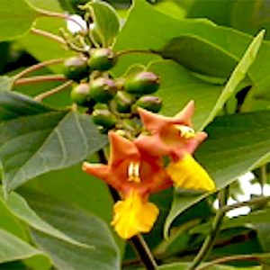 Gambhari (Gmelina arborea) - Medicinal Properties, Benefits and Uses