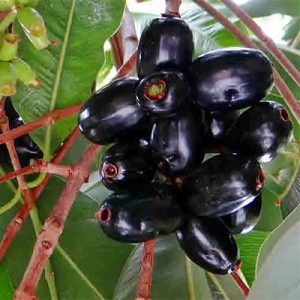 Jamun, Java Plum (Syzygium Cumini) - Uses and Benefits