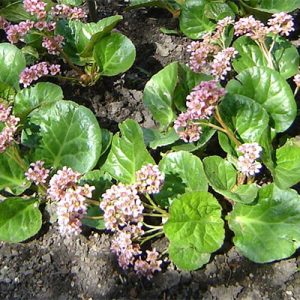 Pashanbhed (Bergenia ligulata) - Uses, Benefits and More