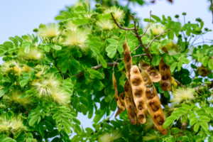 Shirish (Albizia Lebbeck) - Benefits, Uses, Medicinal Properties, and ...