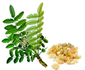 Sallaki (Boswellia serrata)