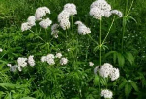 Tagara (Valeriana wallichi)