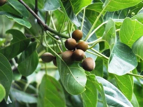 Bibhitaki – Vibhitaki – Terminalia bellirica Roxb.