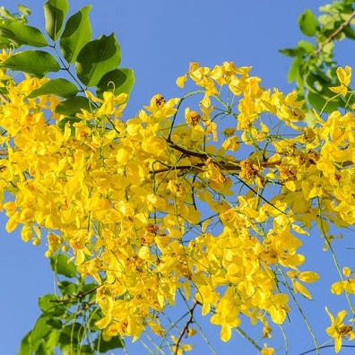 Aragwadha (Cassia fistula) - Uses and Benefits