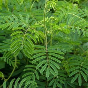 Khair (Acacia catechu) - Uses, Benefits and Medicinal Properties