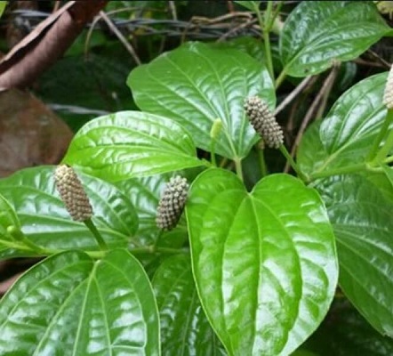 Cavya (Piper chaba) - Uses and Benefits