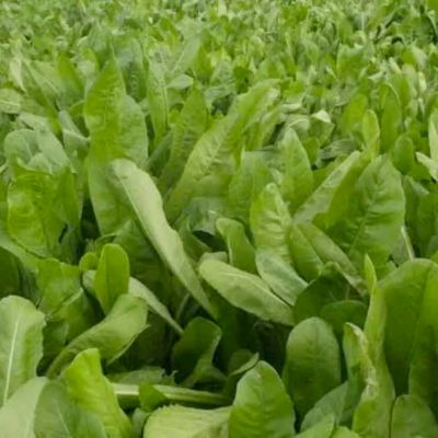 Cavya (Piper chaba) - Uses and Benefits