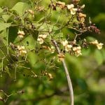 Patala (Stereospermum Suaveolens) - Uses, Benefits and Medicinal Properties