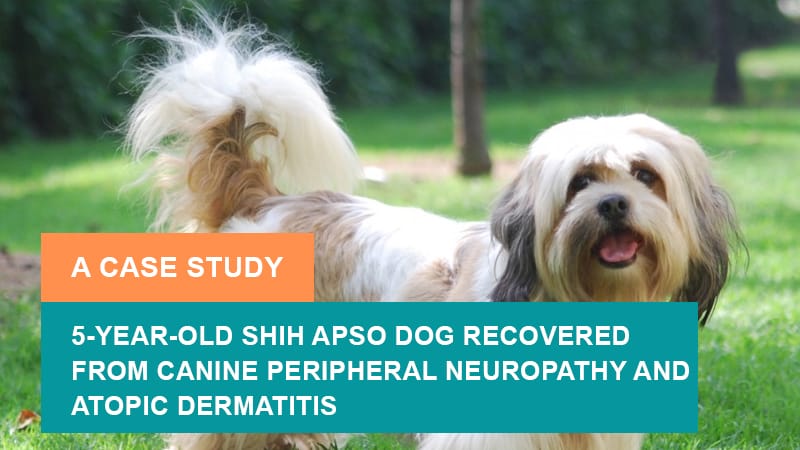 5-Year-Old Shih Apso Dog Recovered from Canine Peripheral Neuropathy ...
